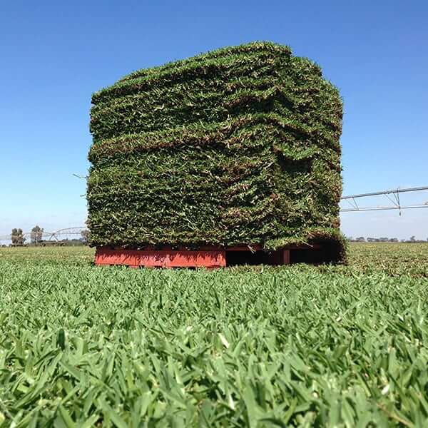 Sir Walter Turf - Coolabah Instant Turf