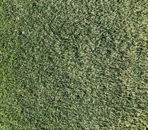 Nullarbor Couch Grass | Melbourne & VIC-Wide