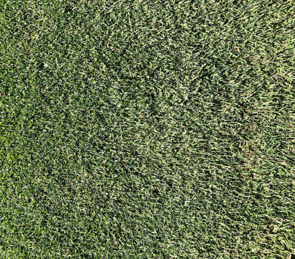 Nullarbor Couch Grass | Melbourne & VIC-Wide