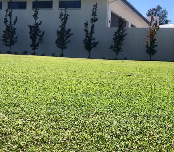 Nullarbor Couch Grass | Melbourne & VIC-Wide