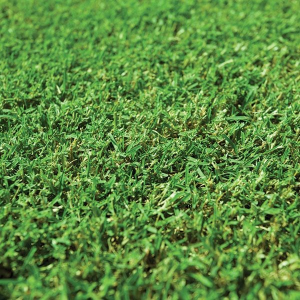 TifTuf - Instant Turf Coolabah