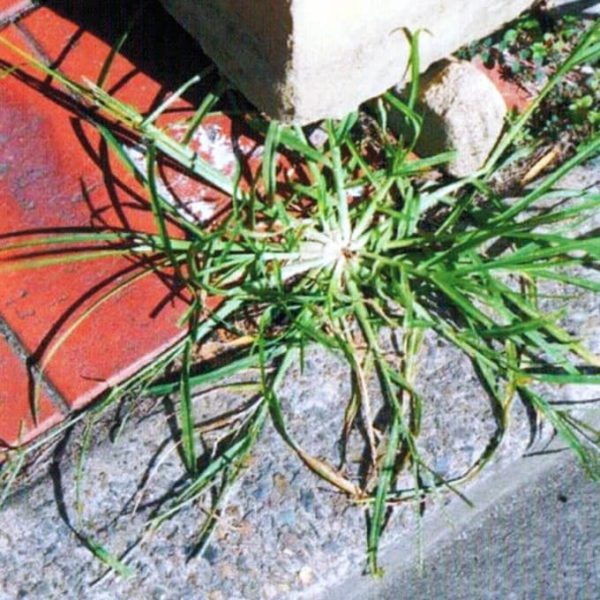 How To Identify Pesky Weeds In Your Lawn | Coolabah Turf