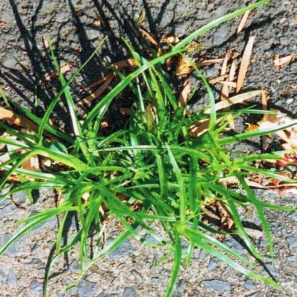 How To Identify Pesky Weeds In Your Lawn | Coolabah Turf