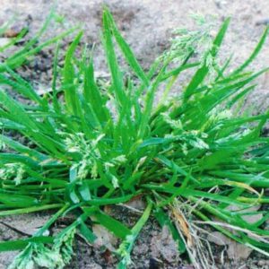 How To Identify Pesky Weeds In Your Lawn | Coolabah Turf