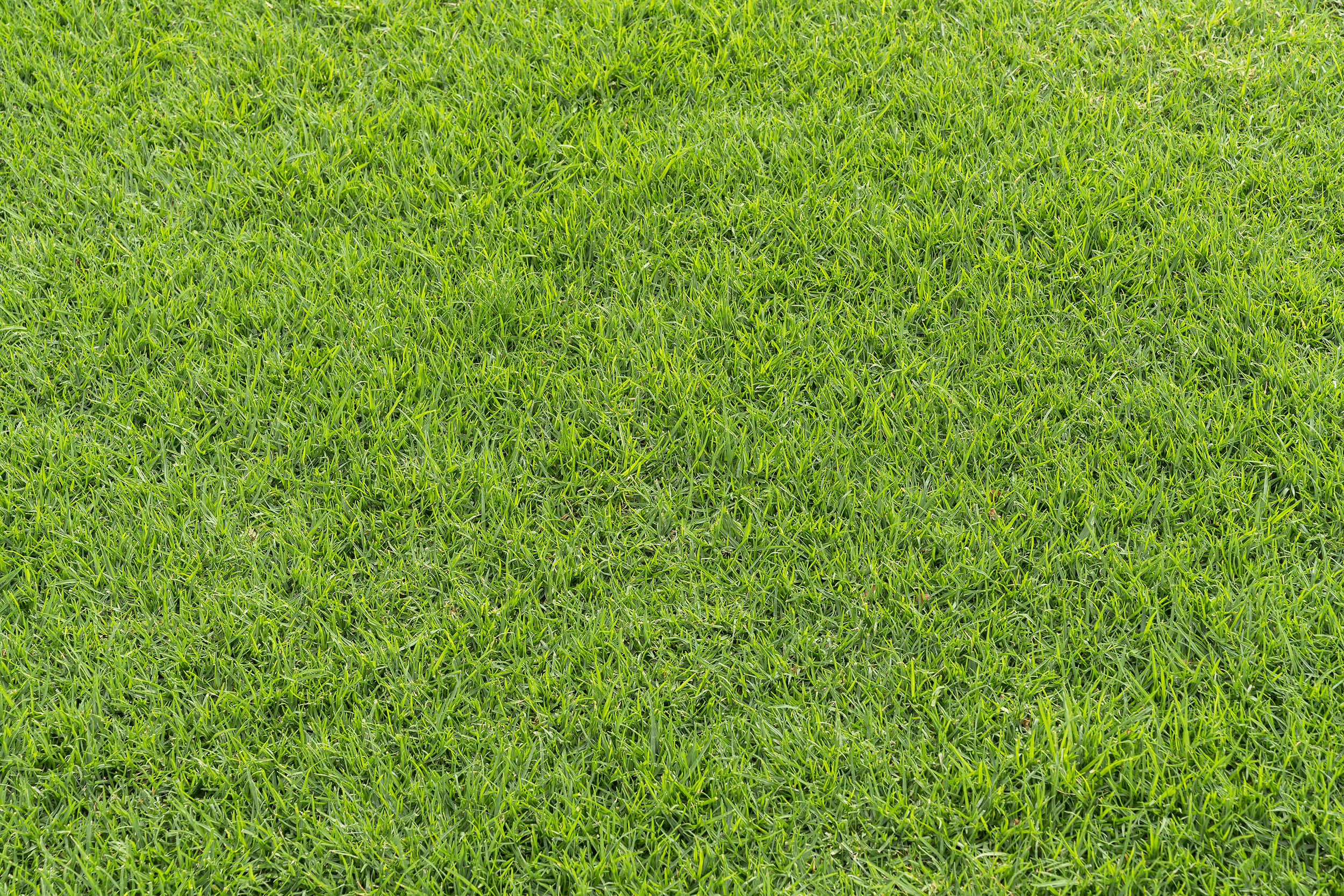 Installing Turf in Autumn and Winter | Coolabah Turf